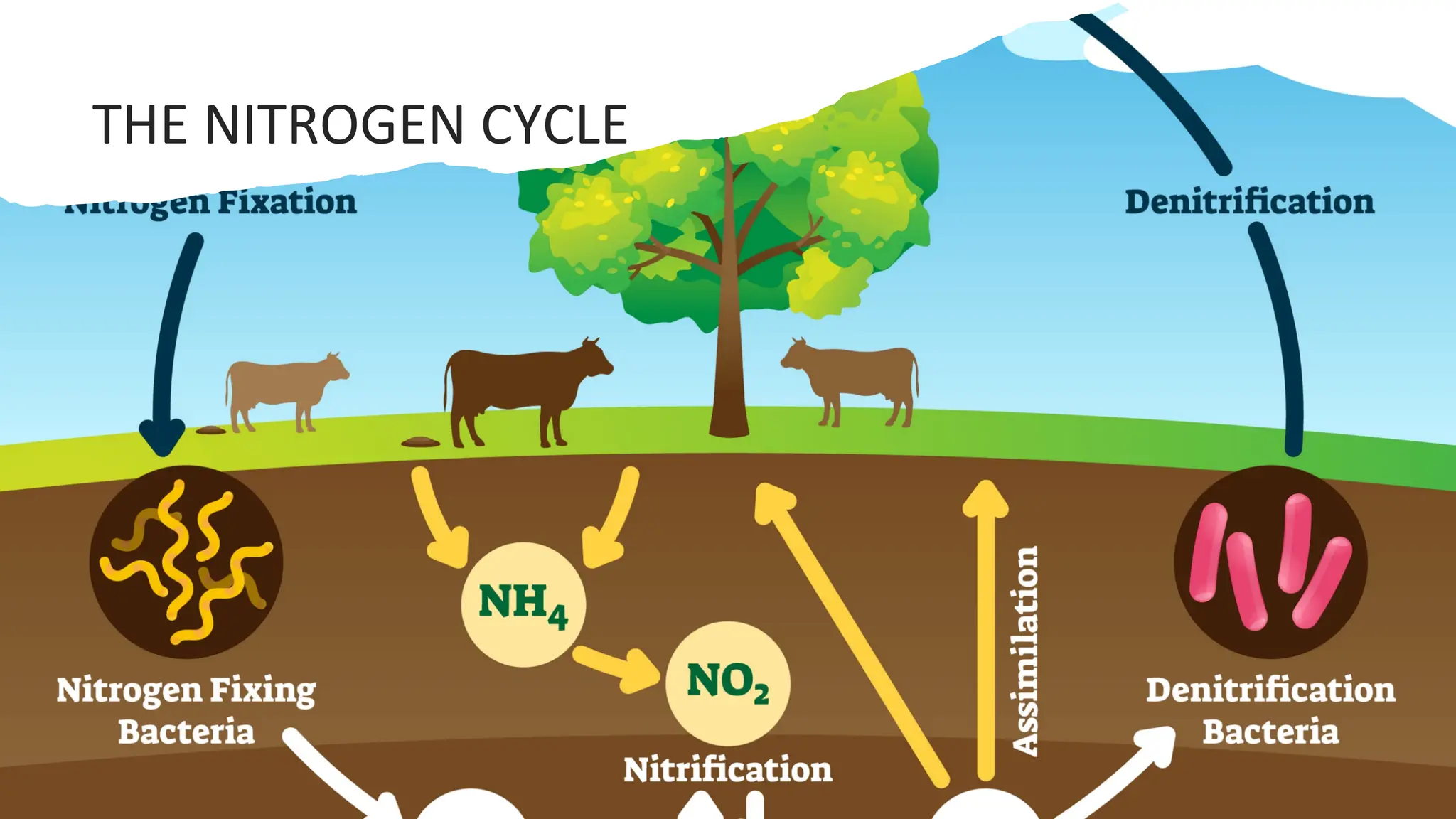 THE NITROGEN cycle biology for Sec 10 grade | PDF