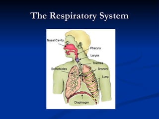 The Normal Voice Respiration Slidecast | PPT
