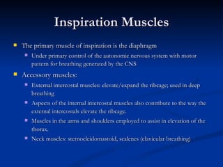 The Normal Voice Respiration Slidecast | PPT