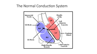 The Normal Conduction System nnnnooooo(1).pptx