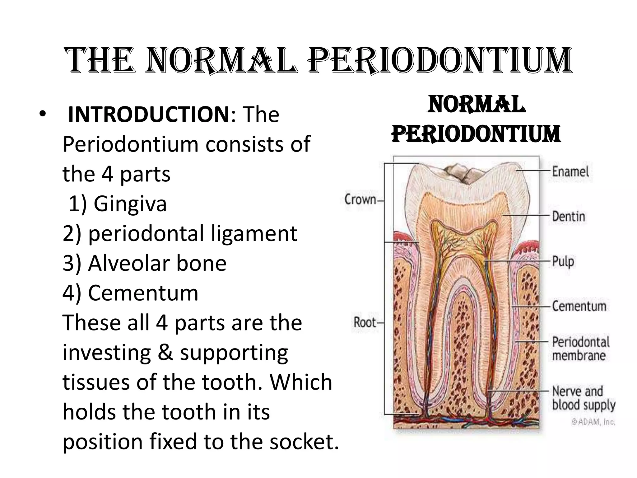 PDL, Cementum & Alveolar Bone | PPTX