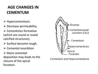 PDL, Cementum & Alveolar Bone | PPTX