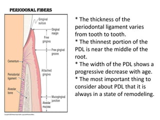 PDL, Cementum & Alveolar Bone | PPTX
