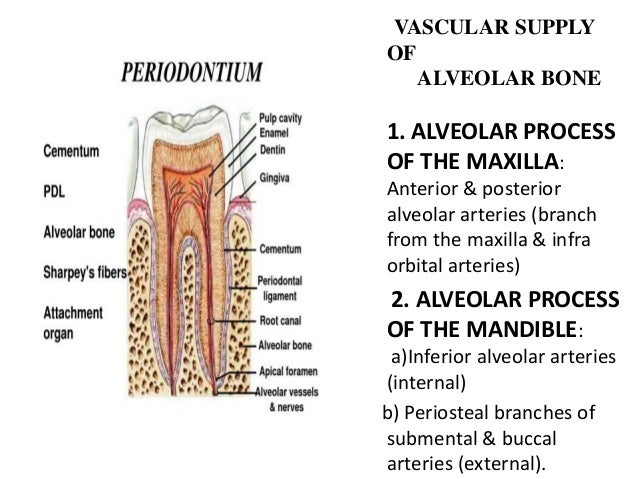 PDL, Cementum & Alveolar Bone