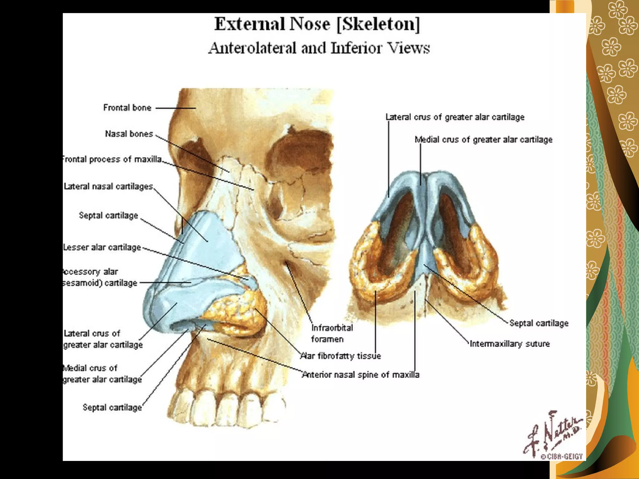 anatomy of The nose | PPT