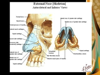 anatomy of The nose | PPT