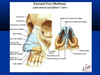 Anatomy of The nose | PPT