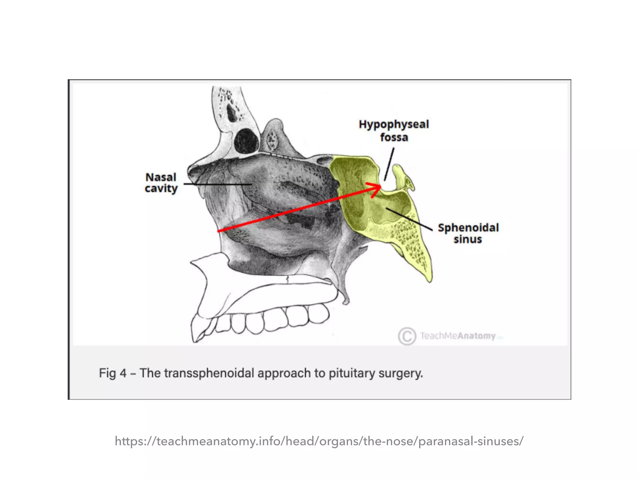 The nose and sinuses | PDF