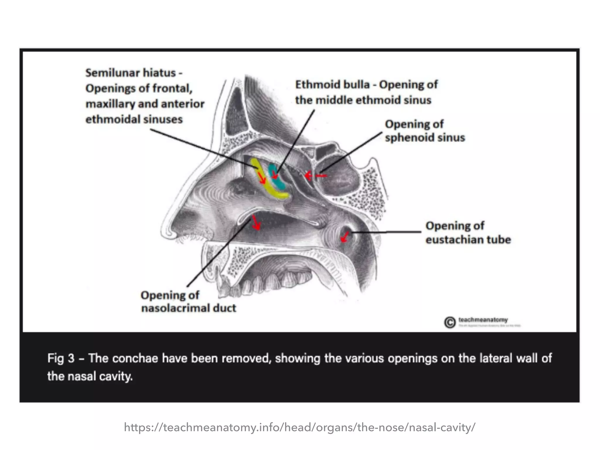 The nose and sinuses | PDF