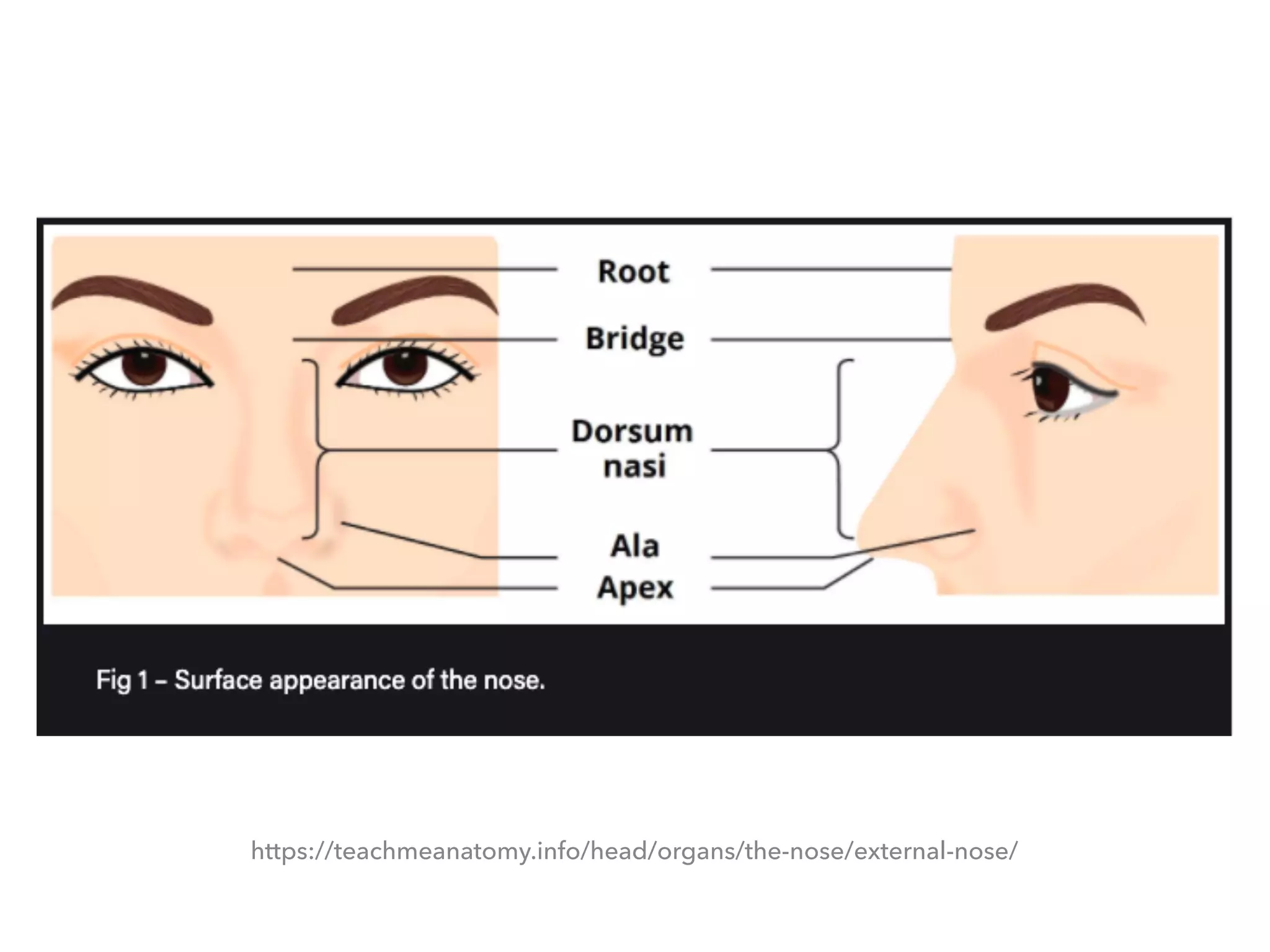 The nose and sinuses | PDF