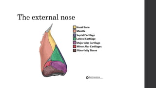 The Nose and nasal cavity, anatomy, and clinical diseases of nasal ...