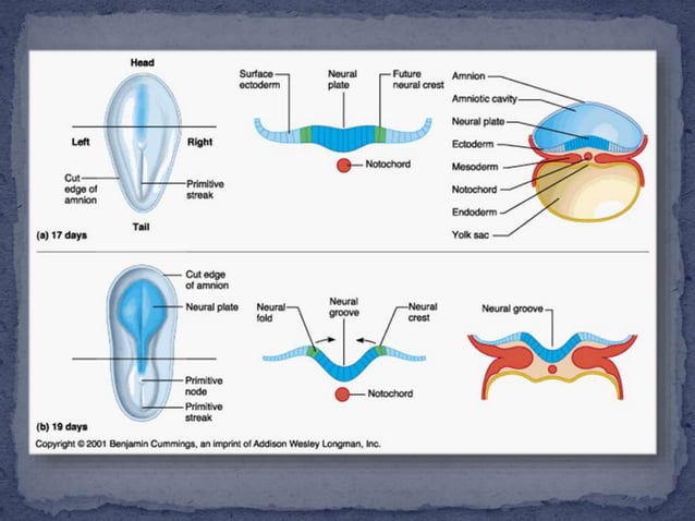 The notochord | PPTX