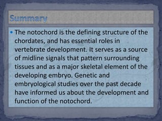 The notochord | PPTX