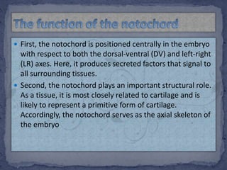 The notochord | PPTX