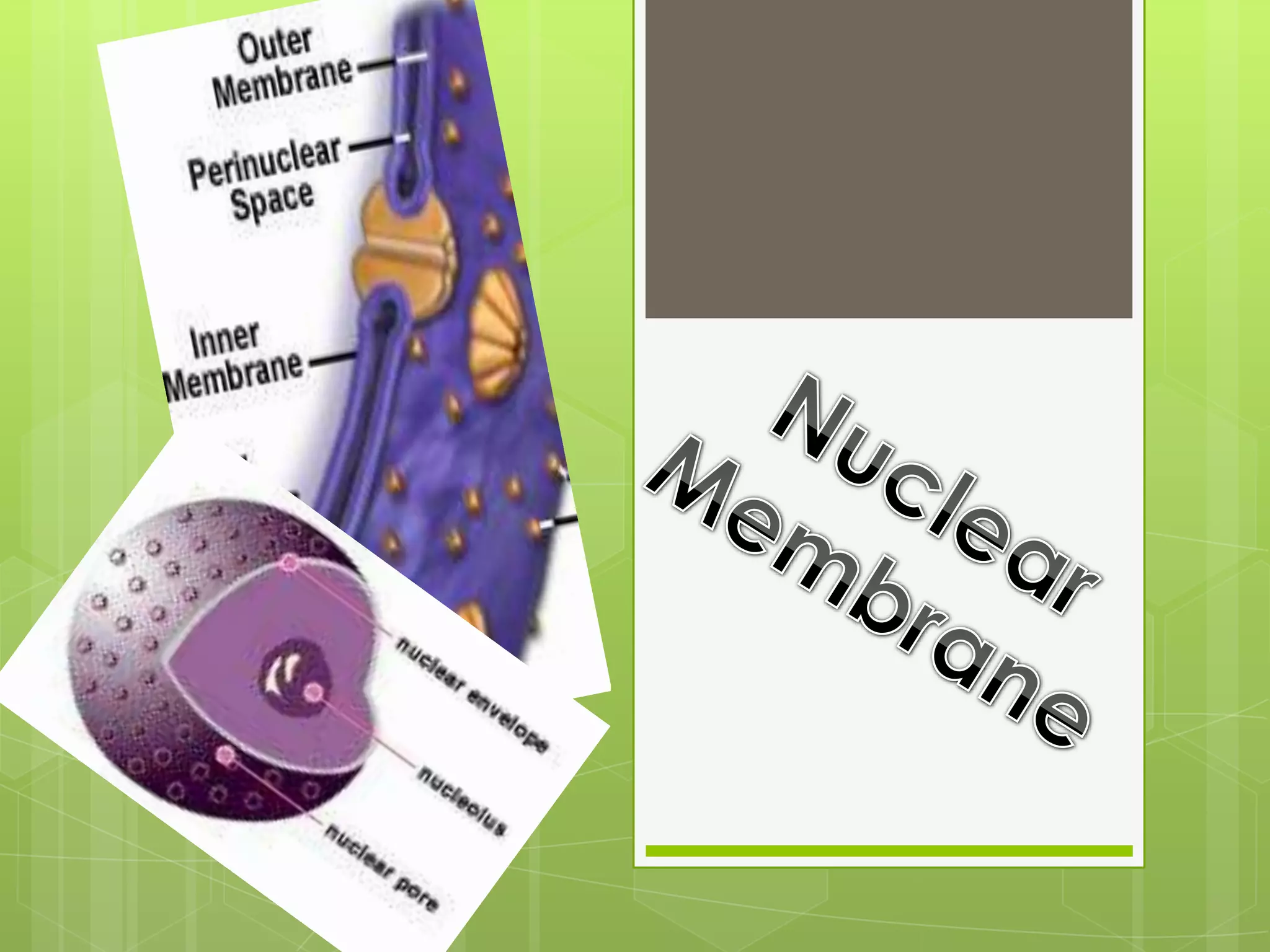 The nuclear membrane | PPTX