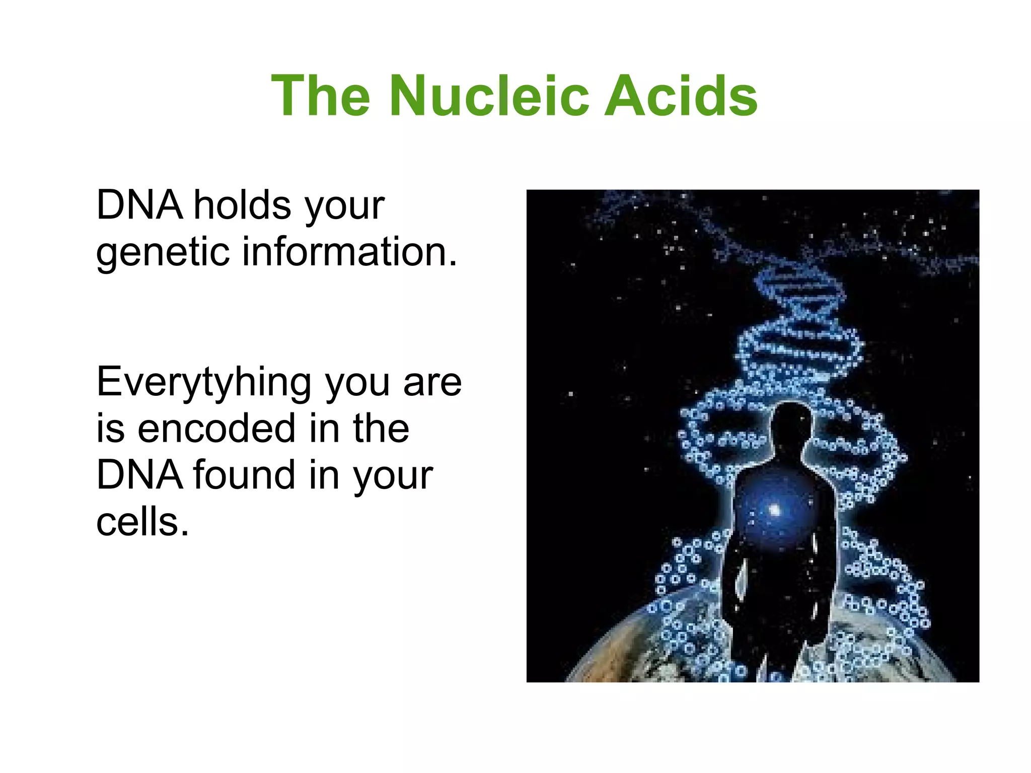 The nucleic acids | PPT