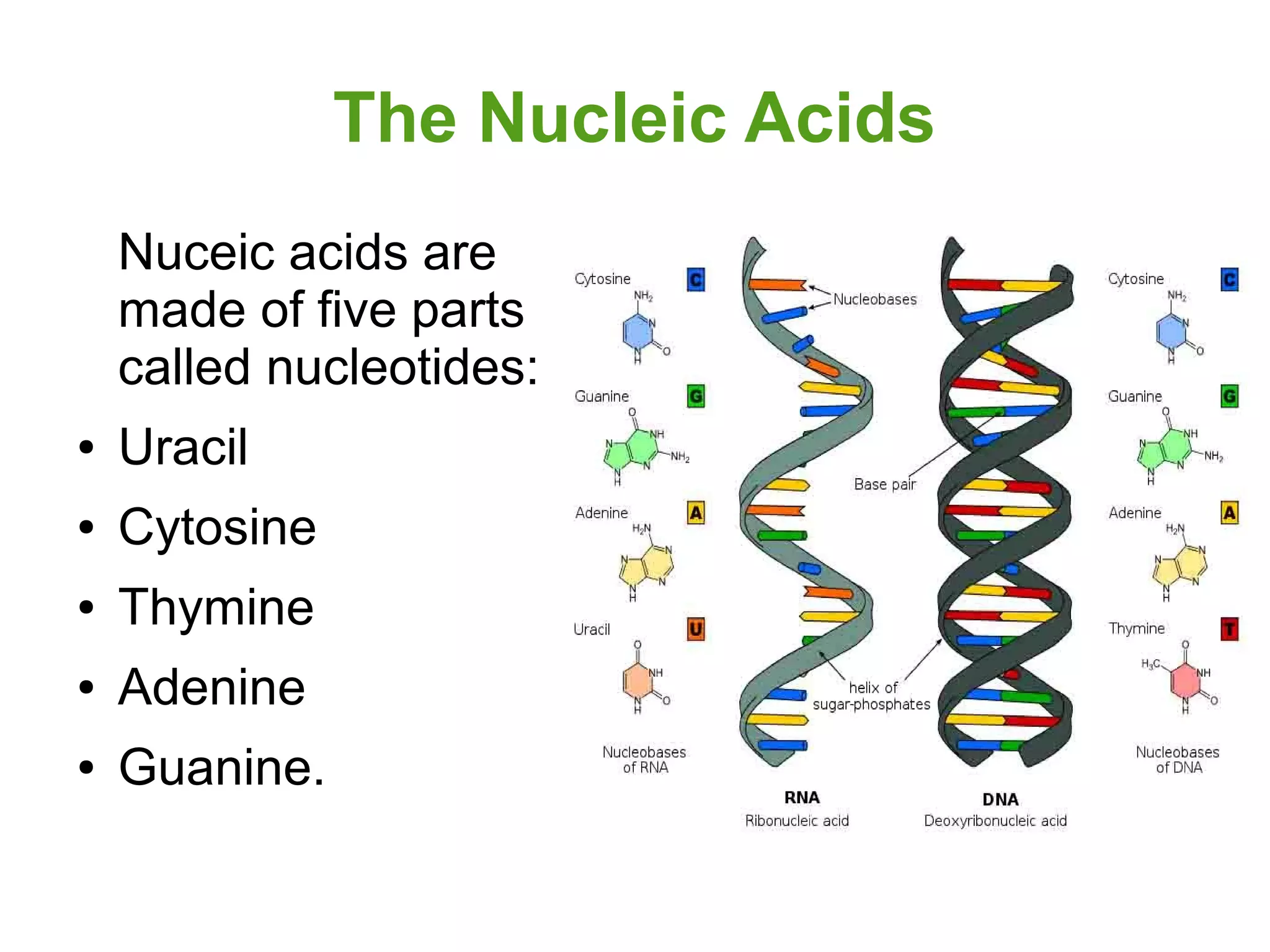 The nucleic acids | PPT
