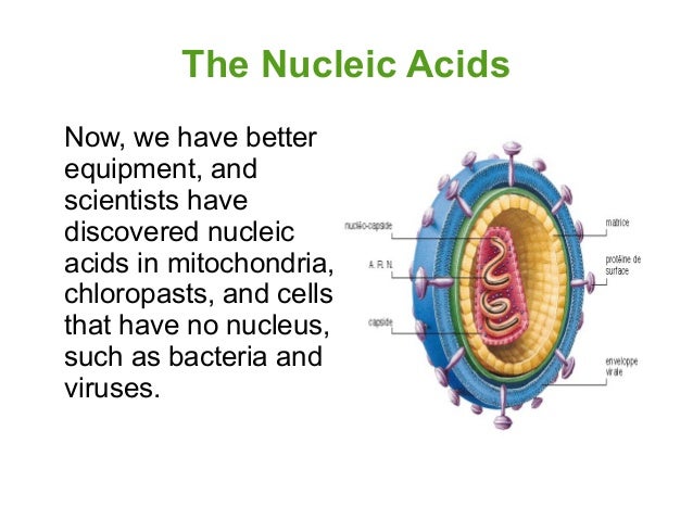 The nucleic acids