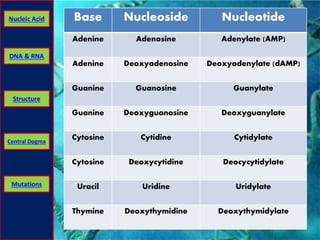 The nucleic acids | PPT