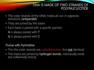 The nucleic acids | PPTX