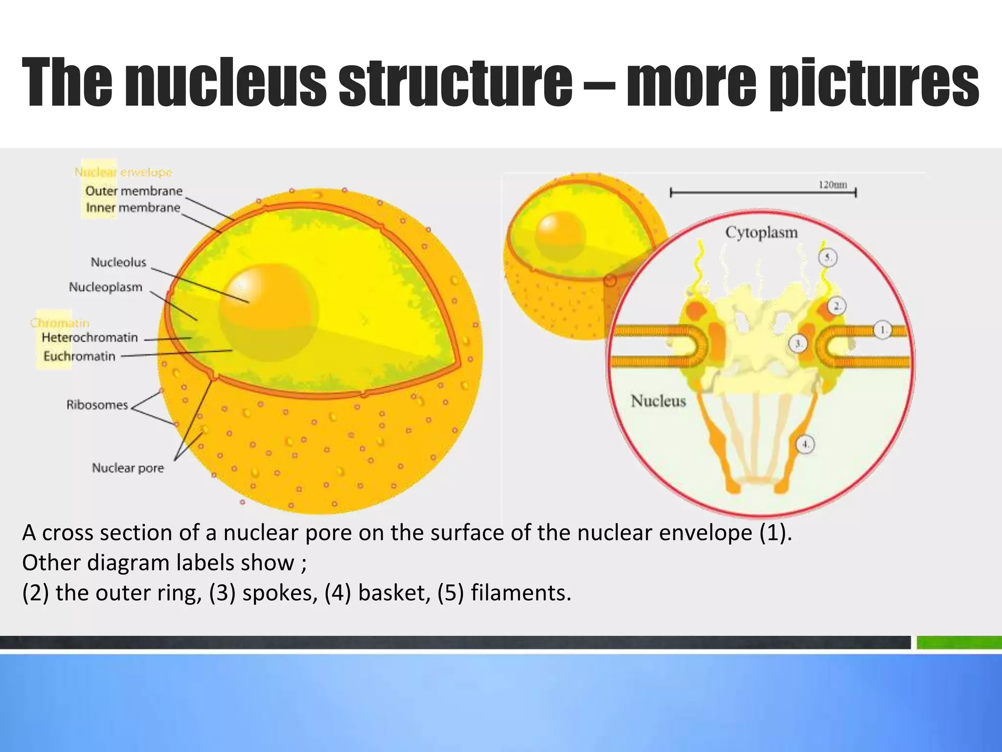The structure of nucleus hasanatestemur | PPTX