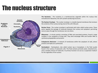The structure of nucleus hasanatestemur | PPTX