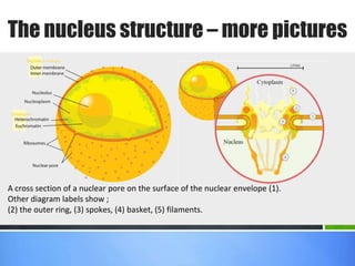 The structure of nucleus hasanatestemur | PPTX
