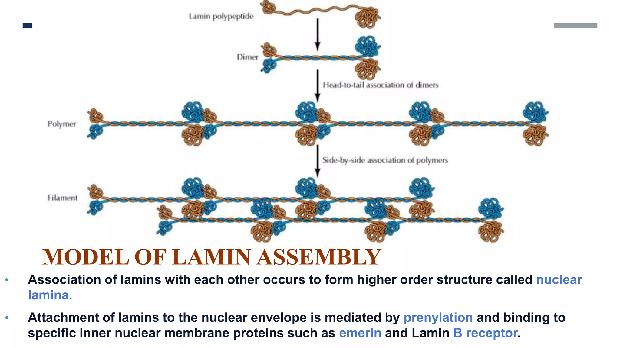 The Nucleus | PPTX | Biological Sciences | Science