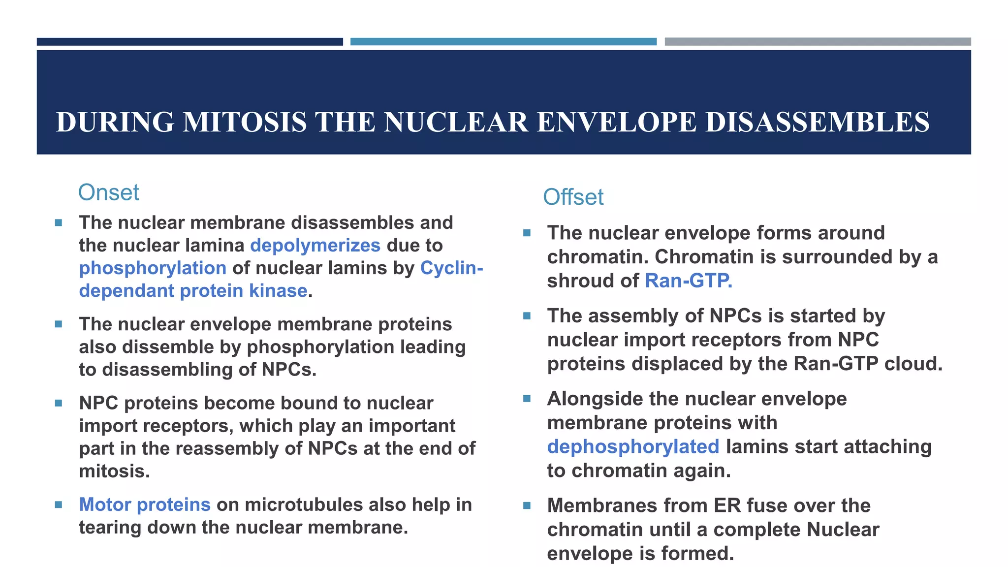 The Nucleus | PPTX | Biological Sciences | Science