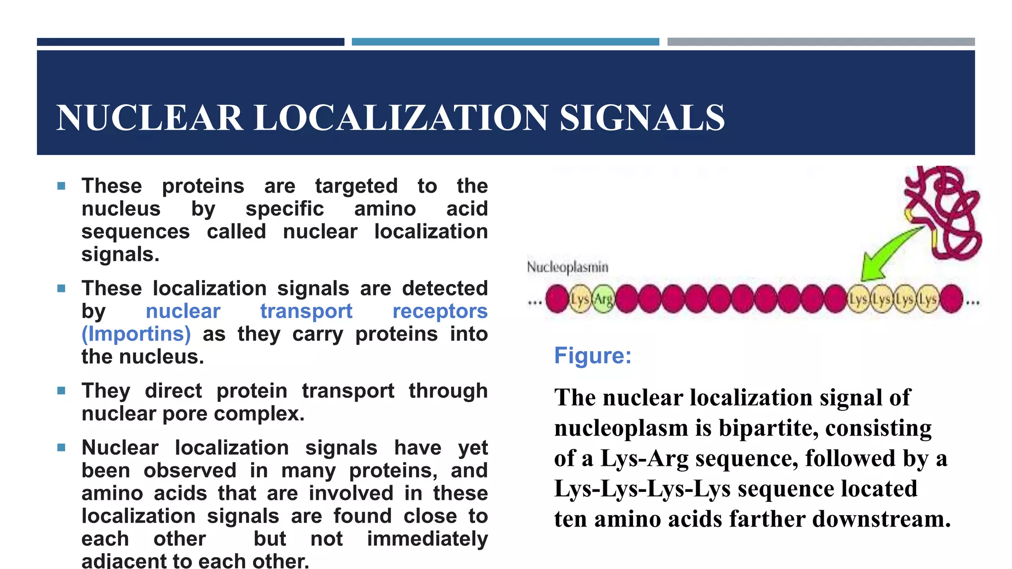 The Nucleus | PPTX