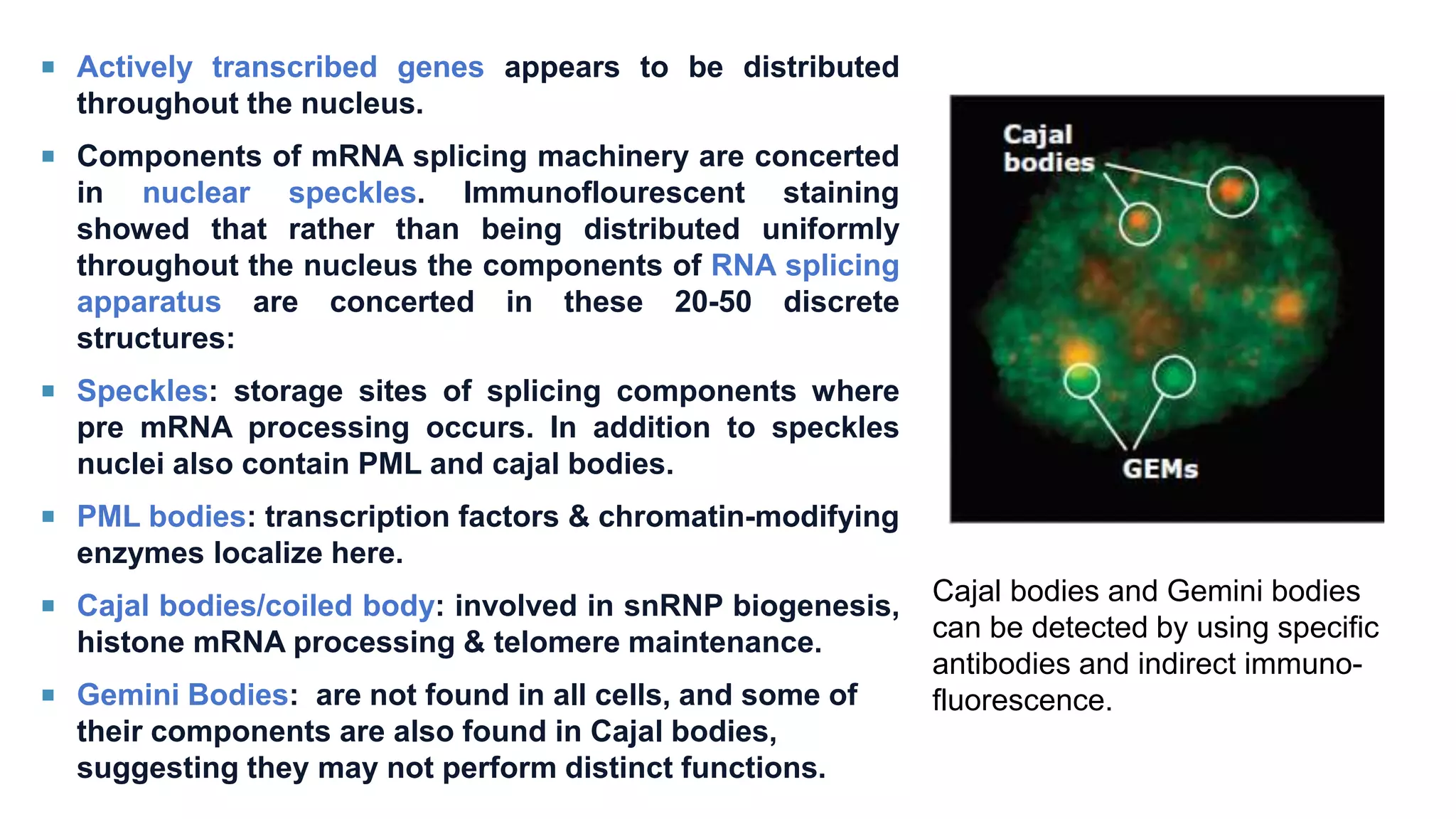 The Nucleus | PPTX