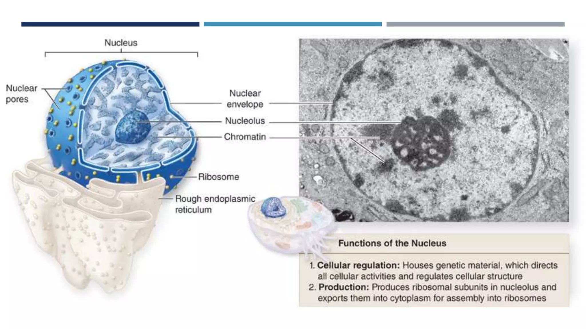 The Nucleus | PPTX | Biological Sciences | Science