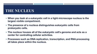 the_nucleus.pptx