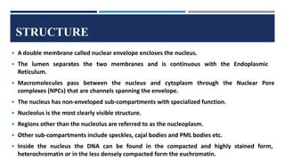 the_nucleus.pptx