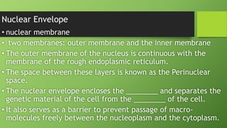 THE NUCLEUS: Description, contents and others | PPT