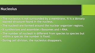 THE NUCLEUS: Description, contents and others | PPT