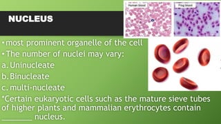 THE NUCLEUS: Description, contents and others | PPT