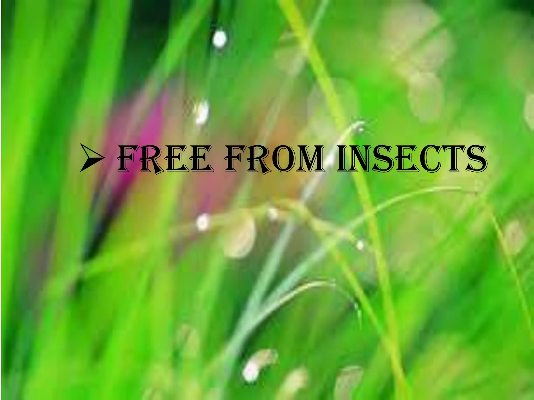 Garbage and Proper Disposal | PPTX