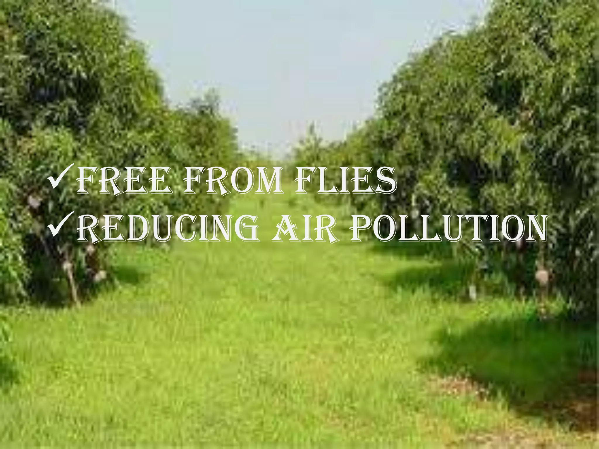 Garbage and Proper Disposal | PPTX