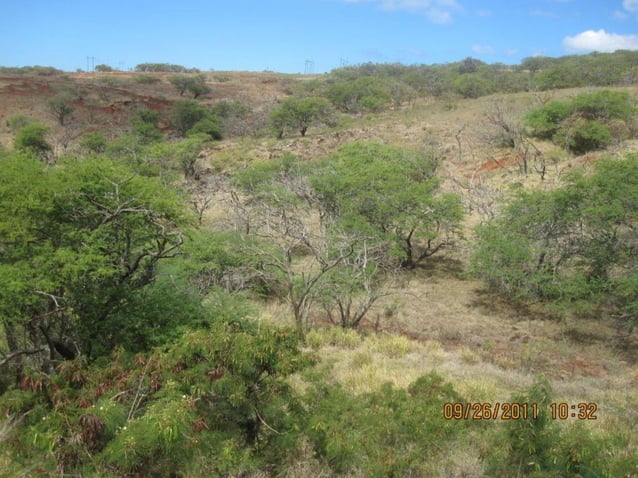 Hawaii Pacific GIS Conference 2012: Forestry and Tree Mapping - The ...