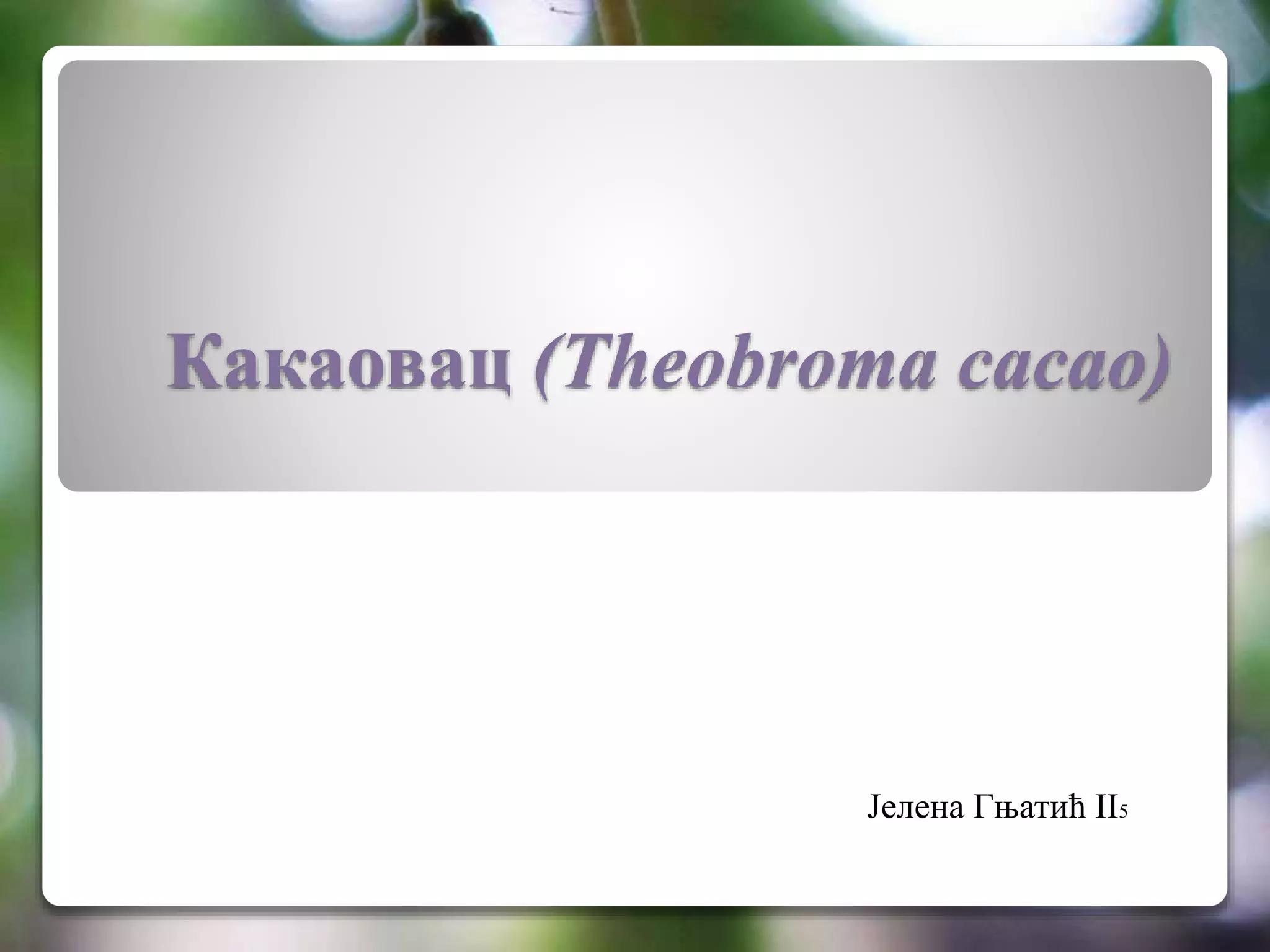 Kakaovac (Theobroma cacao) | PPTX
