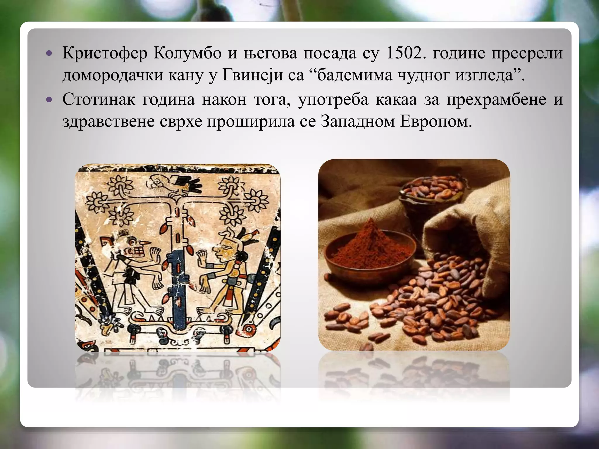 Kakaovac (Theobroma cacao) | PPTX