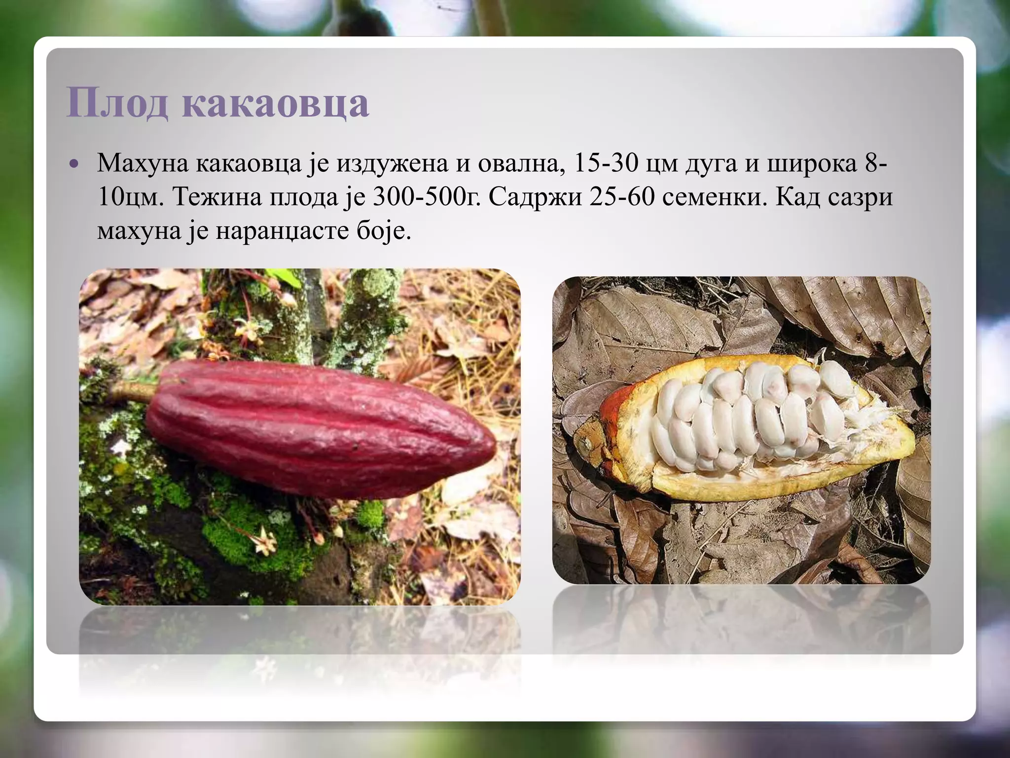 Kakaovac (Theobroma cacao) | PPTX