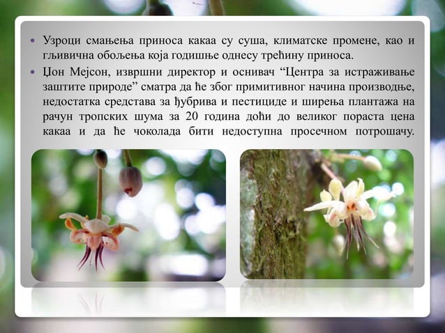Kakaovac (Theobroma cacao) | PPT