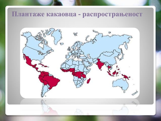 Kakaovac (Theobroma cacao) | PPT