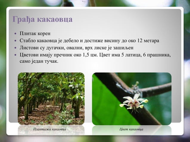 Kakaovac (Theobroma cacao) | PPT