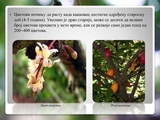 Kakaovac (Theobroma cacao) | PPT