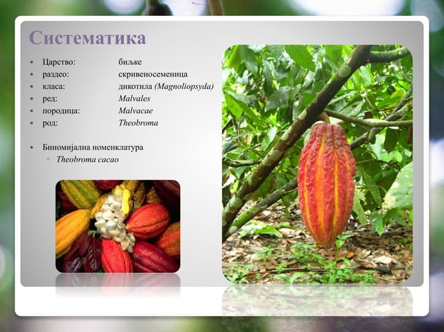Kakaovac (Theobroma cacao) | PPT