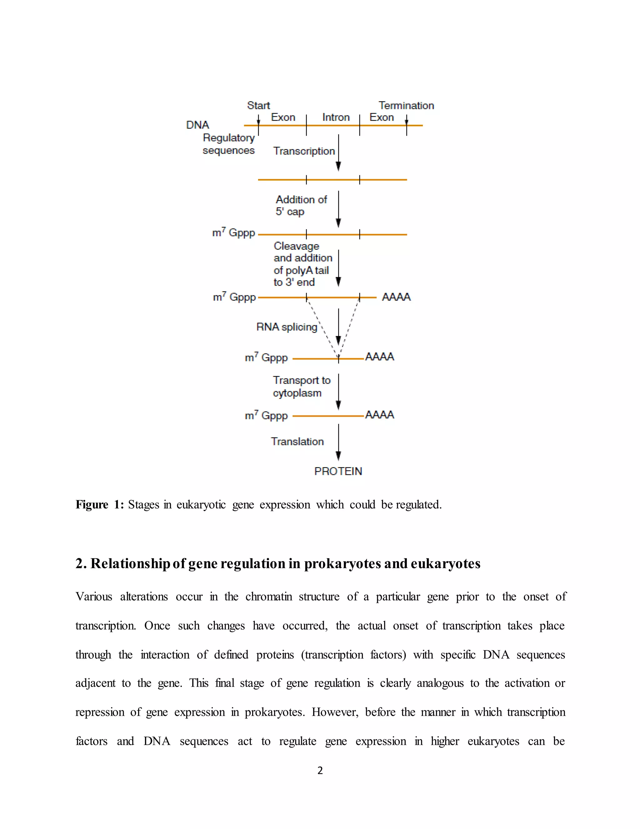 Eukaryotic Gene Regulation: Detailed Review | DOCX | Biological ...