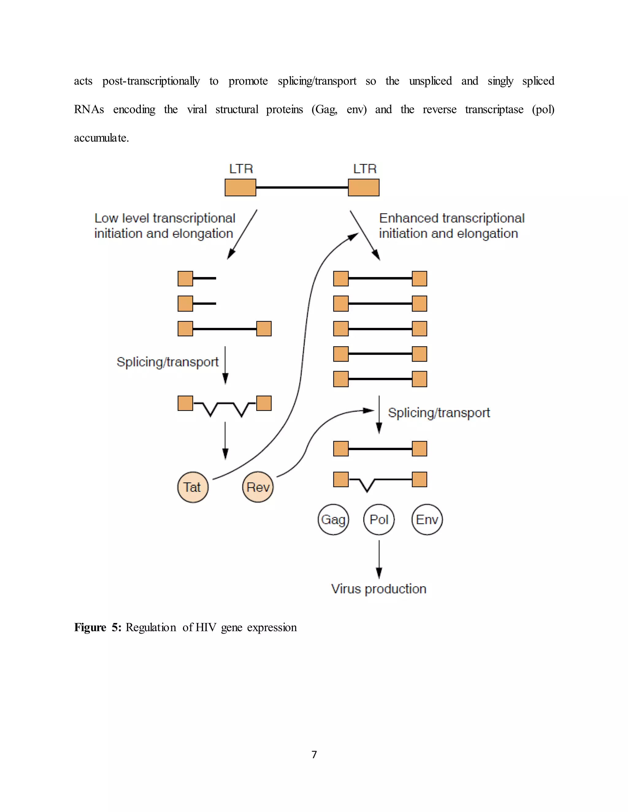 Eukaryotic Gene Regulation: Detailed Review | DOCX | Biological ...